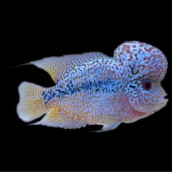 Flower Horn & Parrot – B&K PET Shop